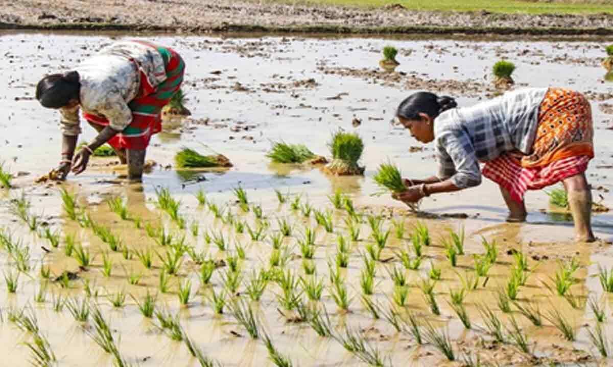 Foodgrain stocks adequate, fertilisers and edible oil availability ...
