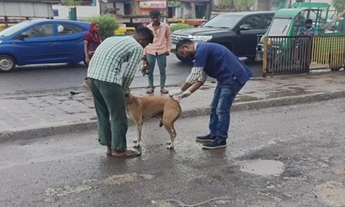 SC stray dog order implemented across Ahmedabad; AMC covers 1,050 sites ...