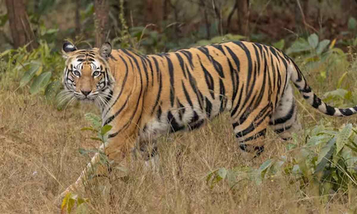 Tiger attacks livestock in Devipatnam of Polavaram, villagers in panic