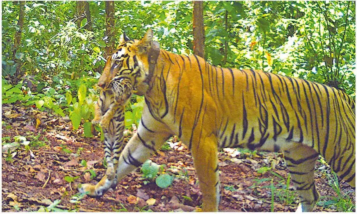 Zeenat’s four cubs boost Similipal tiger conservation