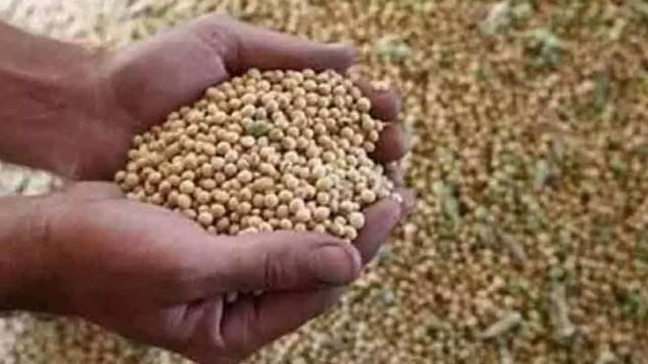 Free soybean seed distribution triggers chaos in Haveri