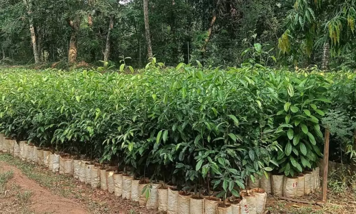 World Environment Day: Coastal Karnataka Launches Massive Green Mission ...