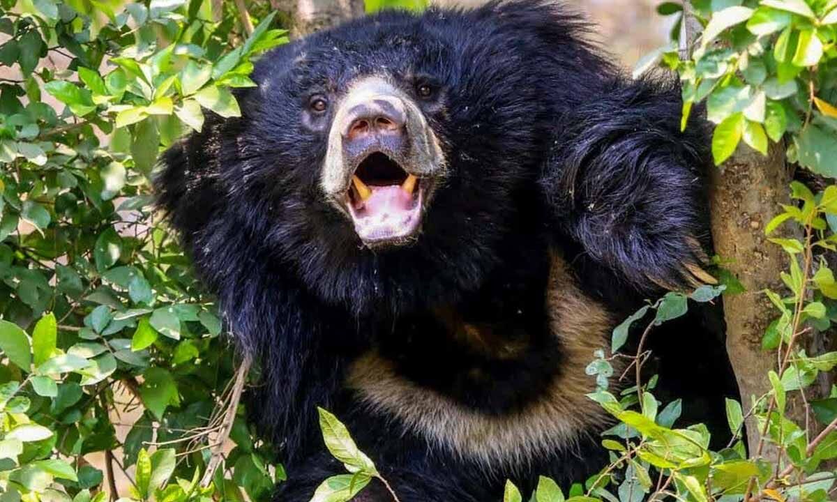 Tribal man seriously injured in bear attack inside Nagarahole forest