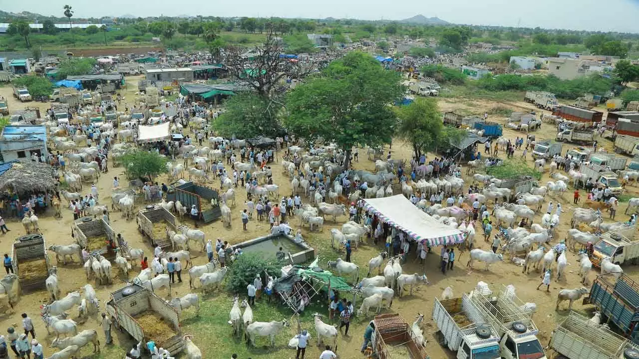 Nalgonda: Farmers' hustle and bustle at Mallepalli cattle fair