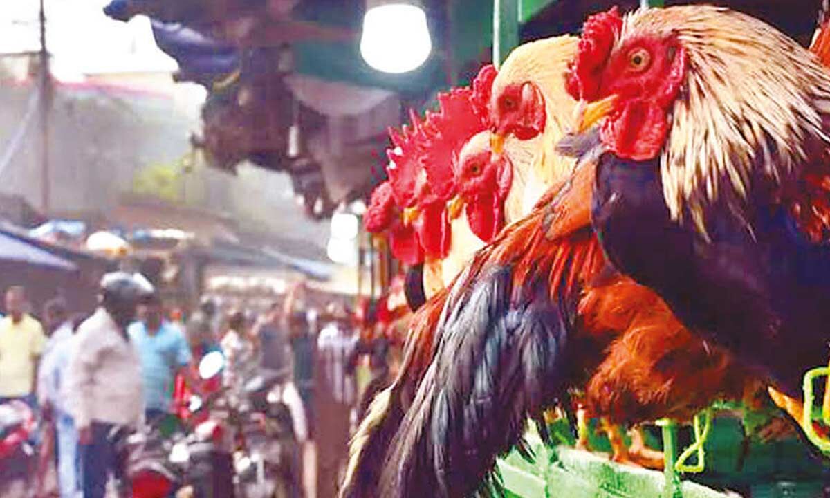 Varanasi to shift meat, fish shops to city outskirts