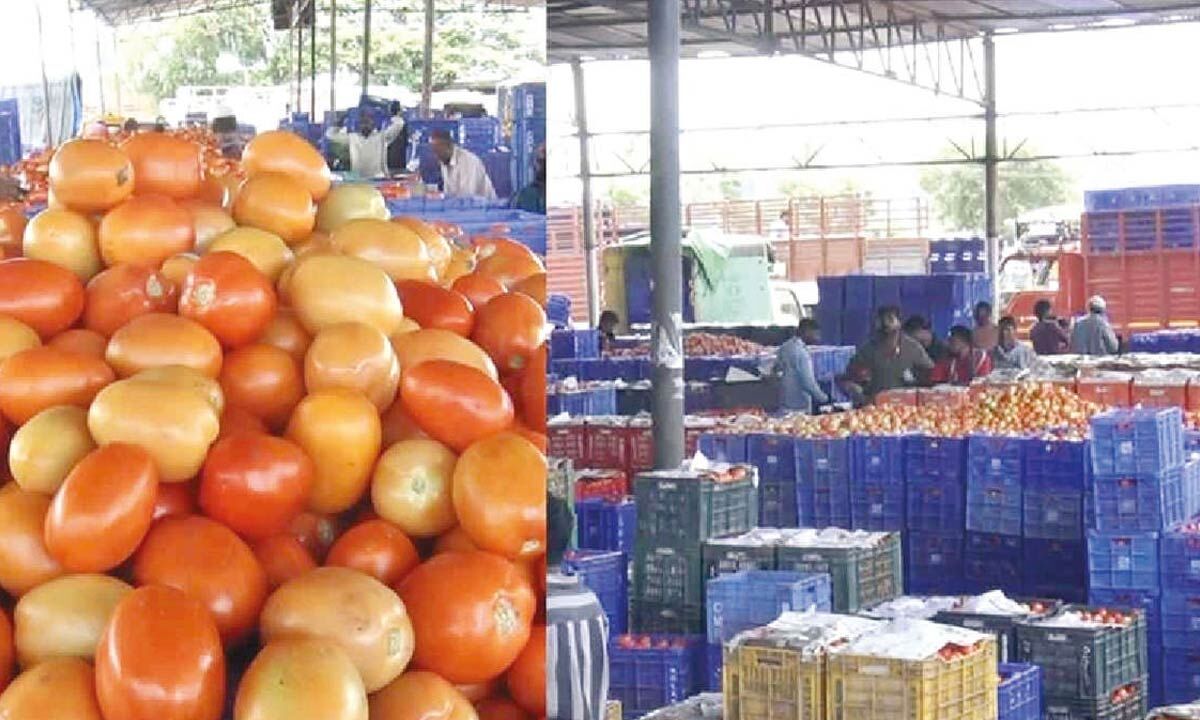 Tomato prices rebound brings relief to Kolar farmers