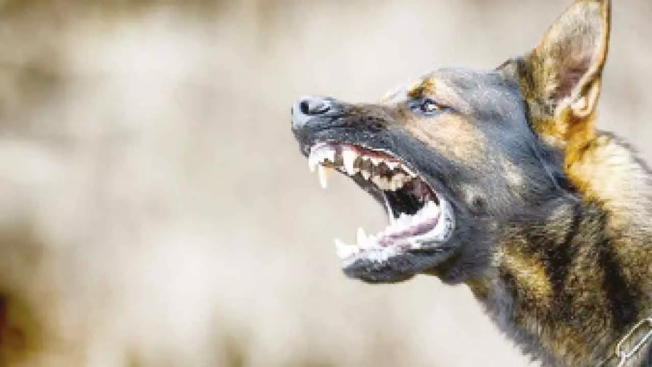 Dog bite cases surge in capital; nearly 9,800 cases reported in five months