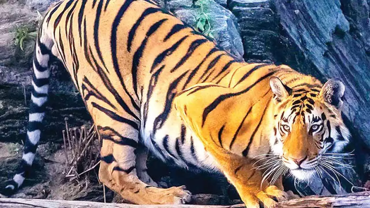 Officials on alert after Royal Bengal tiger spotted in HP