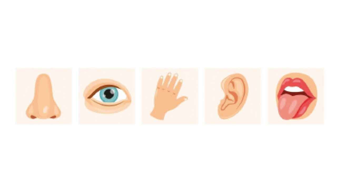 The power of the five senses