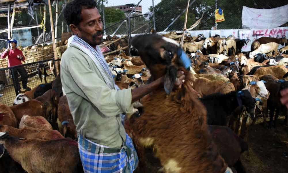 Muslims in Old City are purchasing goats for 'Qurbani' to Eid-ul-Azha